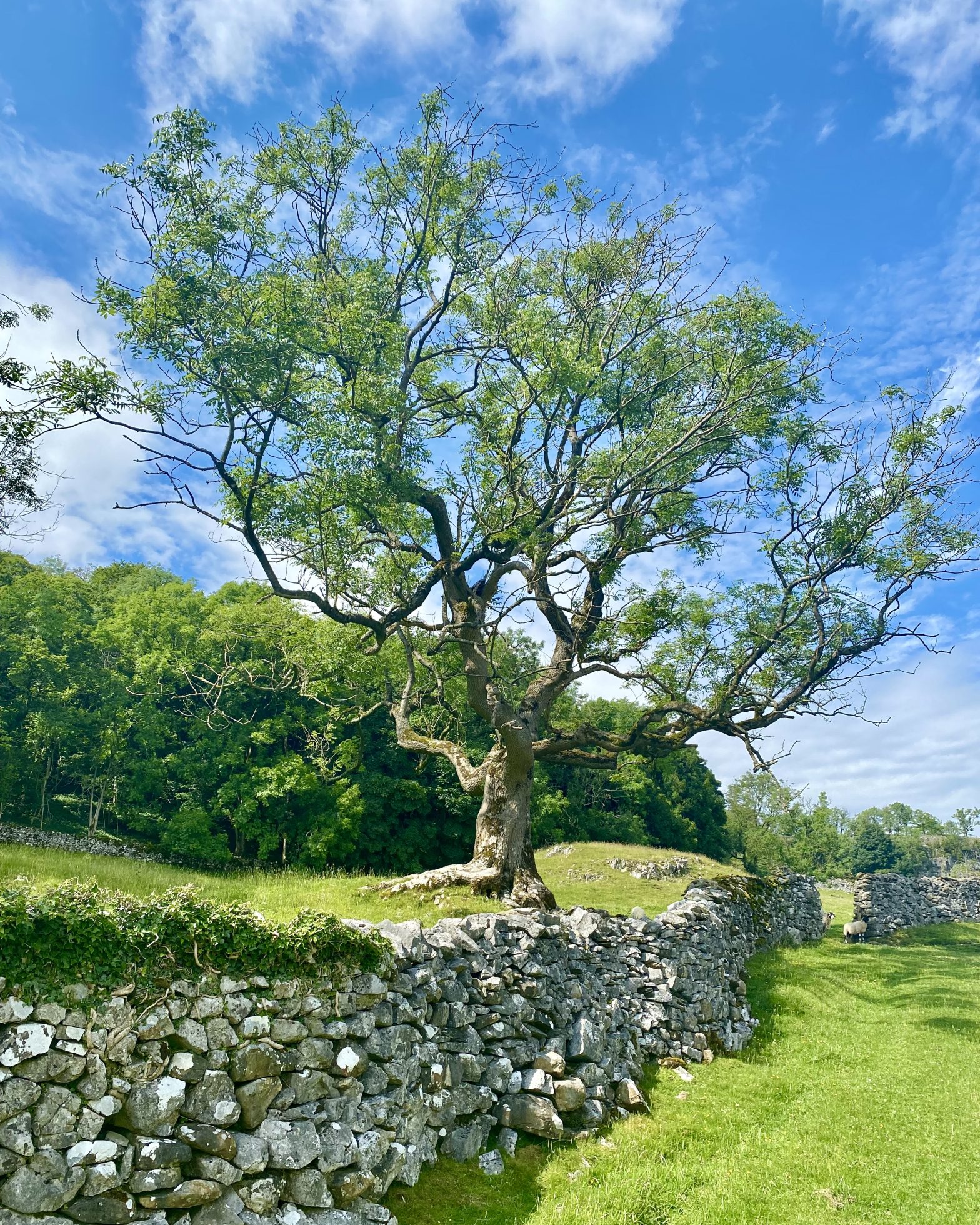 The Langcliffe and Austwick Walk in the Yorkshire Dales - Paul Beal Walks