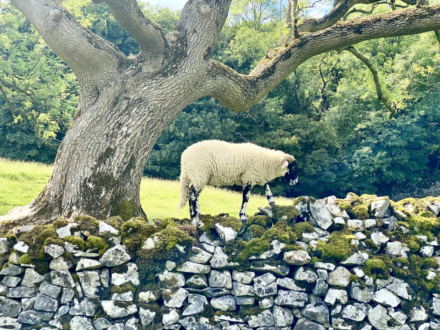 The Langcliffe and Austwick Walk in the Yorkshire Dales - Paul Beal Walks