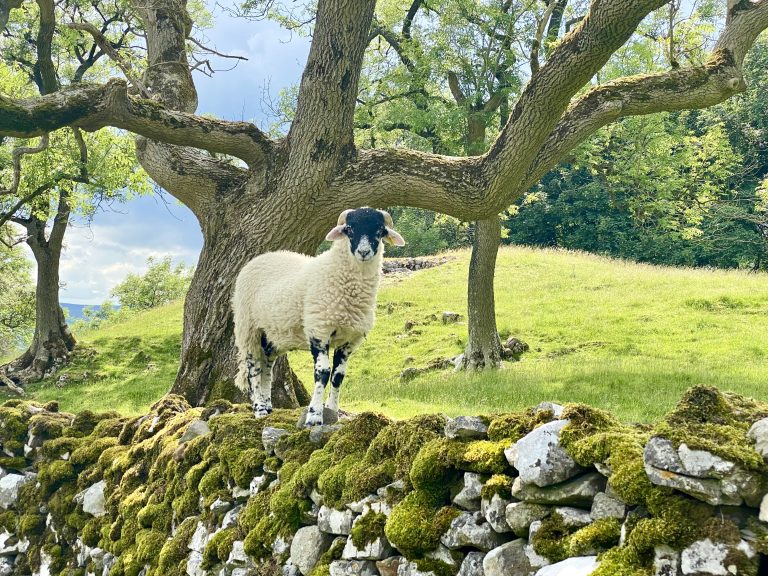 The Langcliffe and Austwick walk in the Yorkshire Dales - Paul Beal Walks