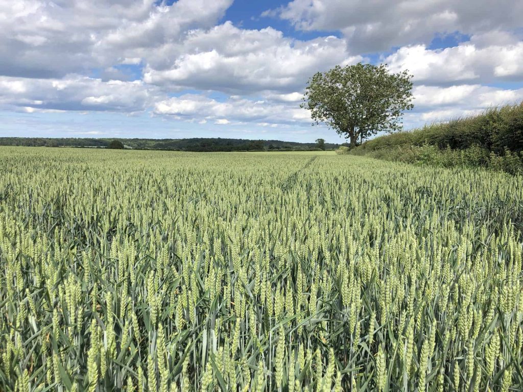 Hovingham Walk: Through the Howardian Hills and Terrington