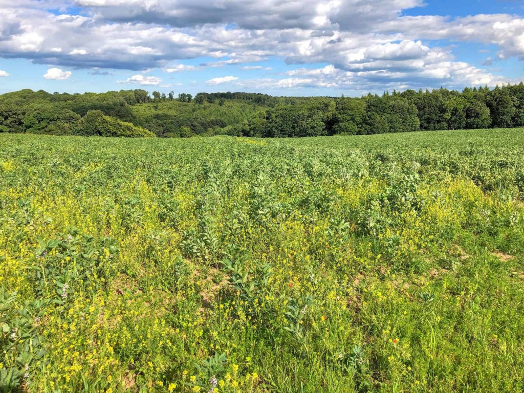Hovingham Walk: Through the Howardian Hills and Terrington