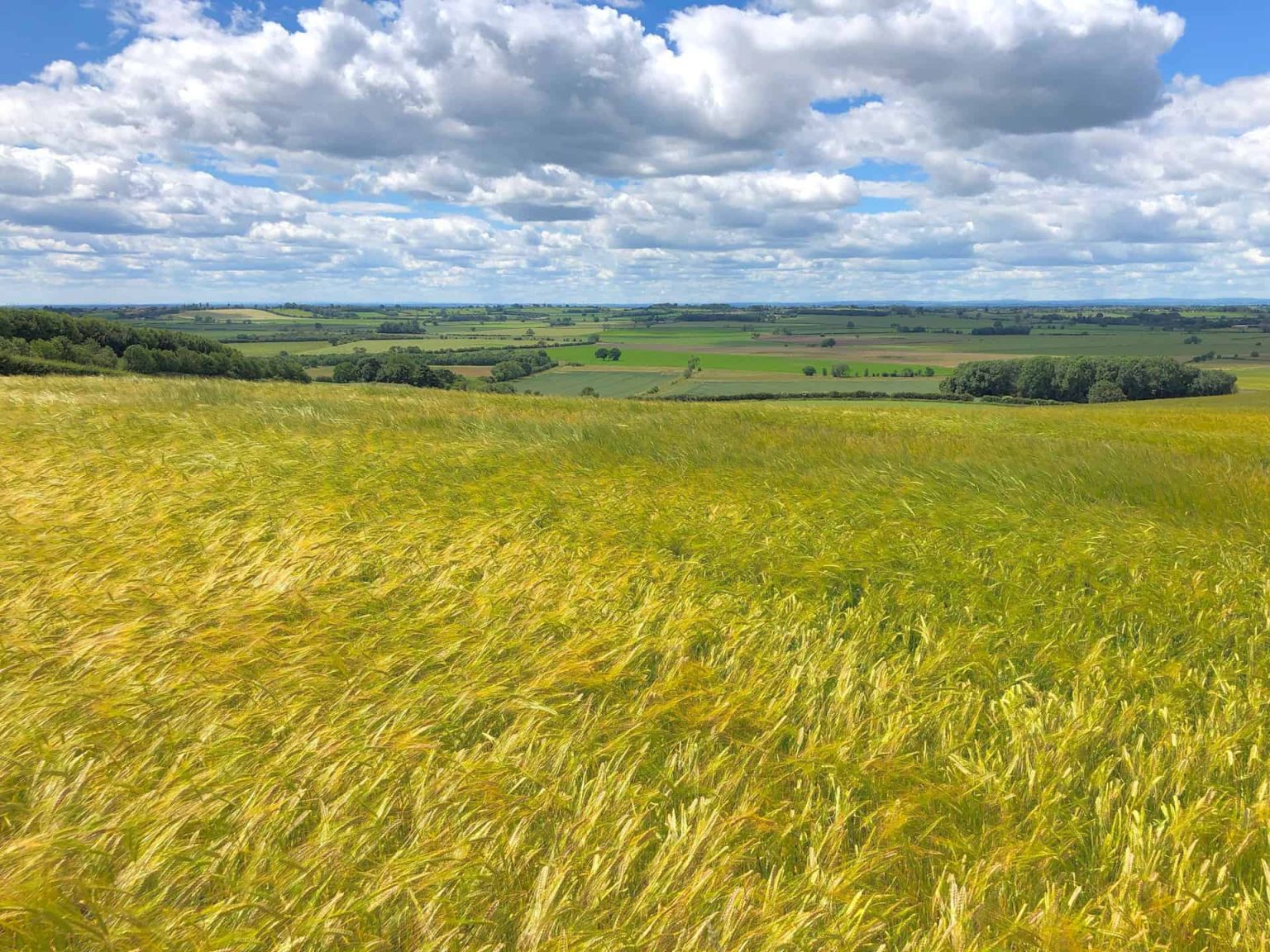 Sheriff Hutton Walk: A Howardian Hills Adventure from Terrington