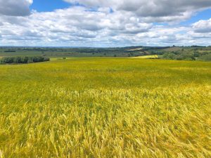 Howardian Hills Walks: Historic Paths and Landmarks