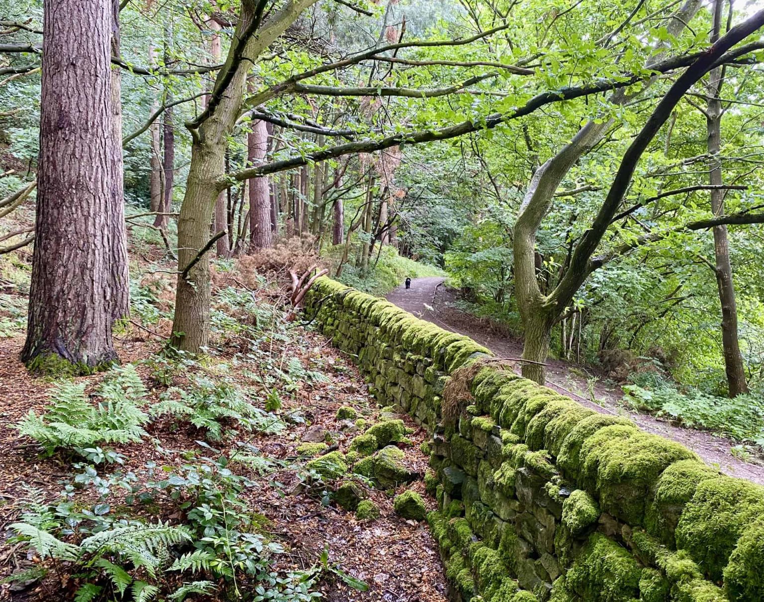 Fewston Reservoir Circular Walk: Great for Beginners and Children