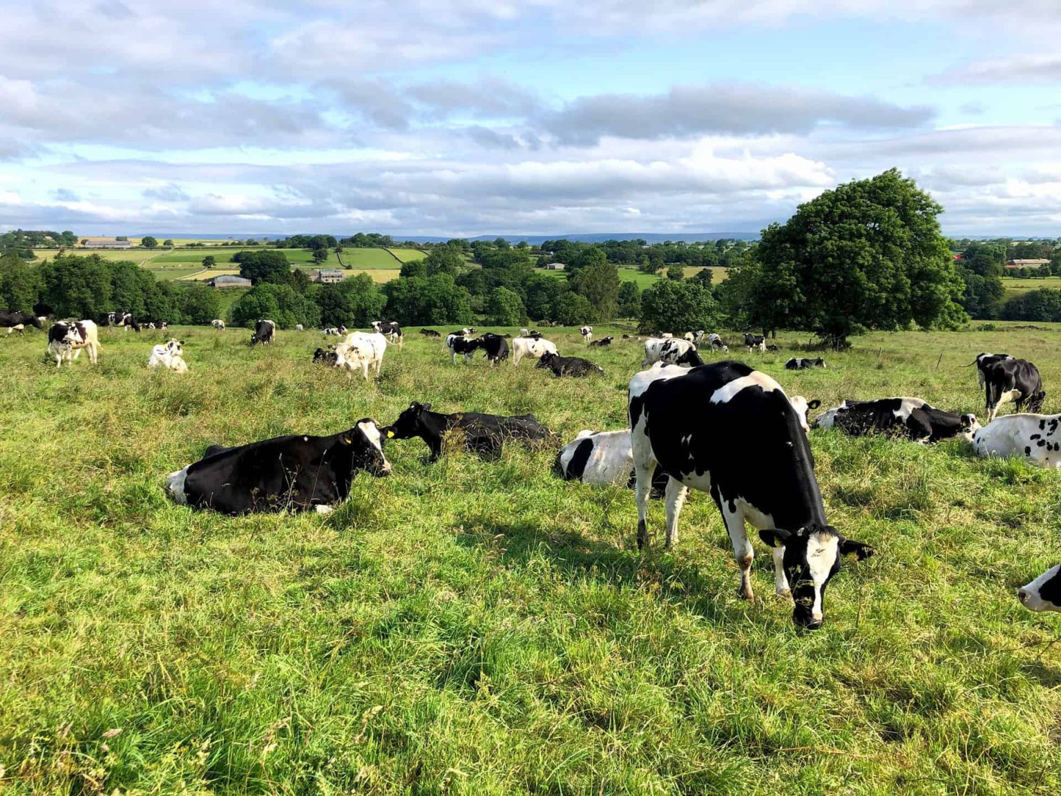Bowes Walk: Traversing Moors and Mines Ending at Bowes Castle