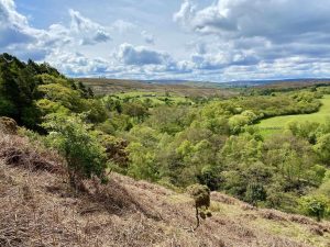 Castleton Walk: Trekking Ancient Pathways in the North York Moors