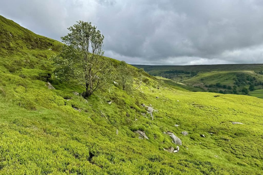 Blakey Ridge Walk: Experience Rosedale’s Countryside and Views