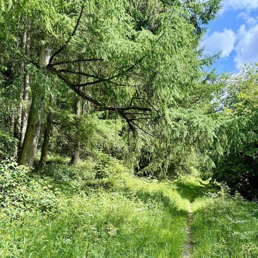 Dalby Forest Walk: Thornton-le-Dale to Dalby Forest Visitor Centre