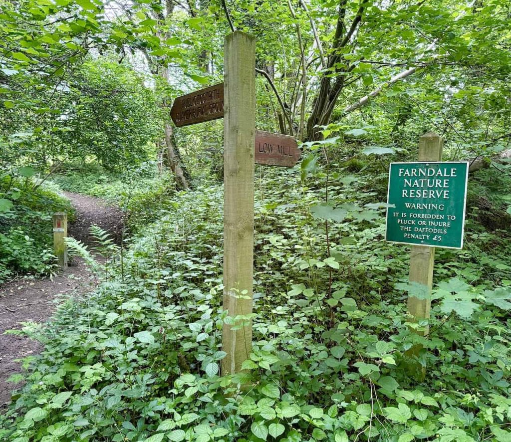 Farndale Walk: Explore Scenic Trails and the Quaker Burial Ground