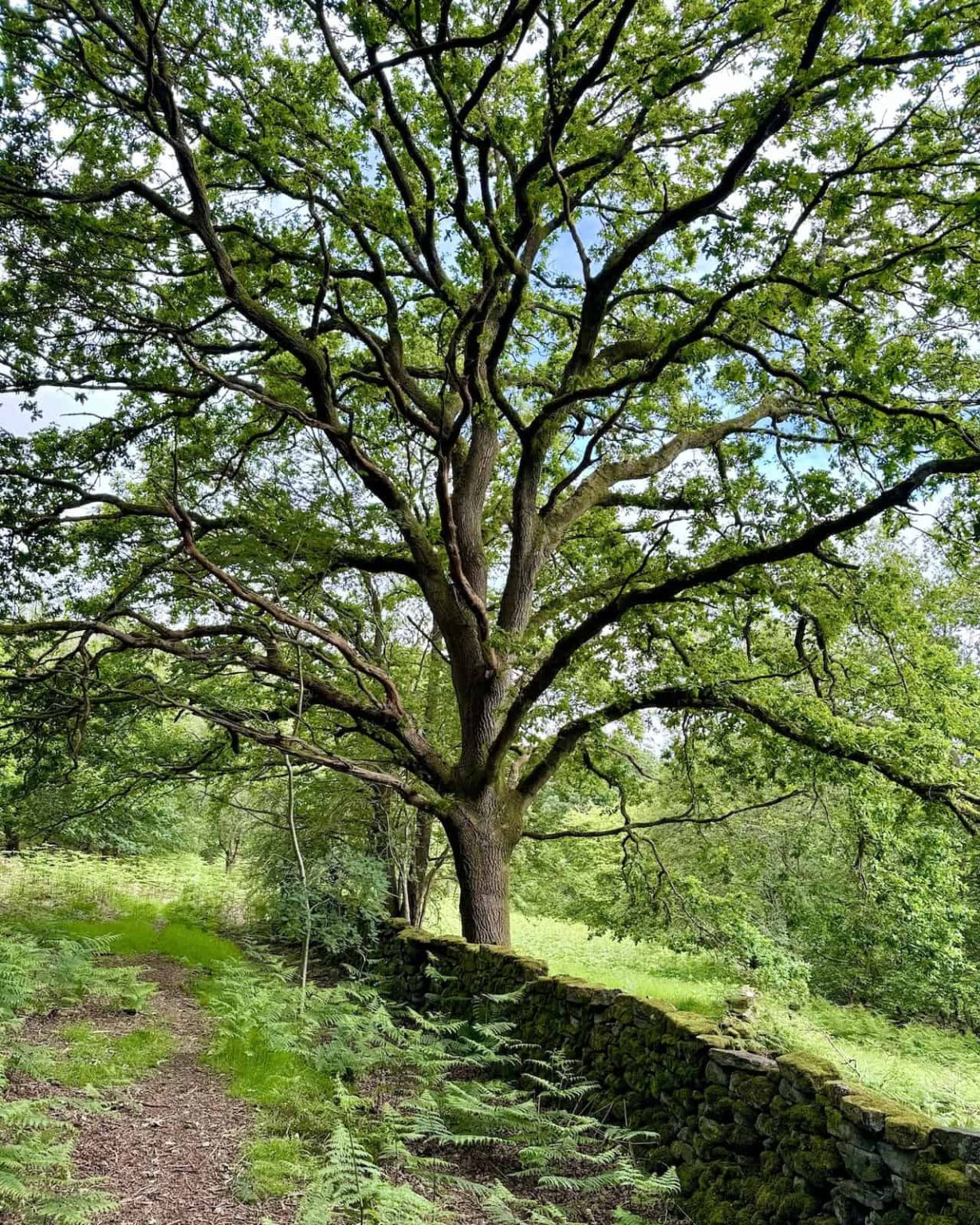 Farndale Walk: Explore Scenic Trails and the Quaker Burial Ground