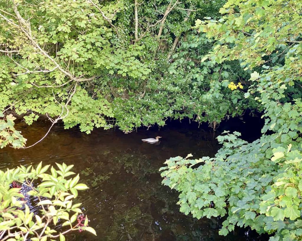 Great Coum: Walk Featuring Flinter Gill, Crag Hill and Dent Village