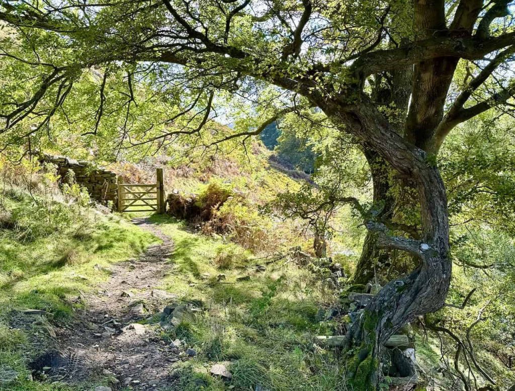 Fremington Edge Walk: Discover the Best Route Starting in Reeth