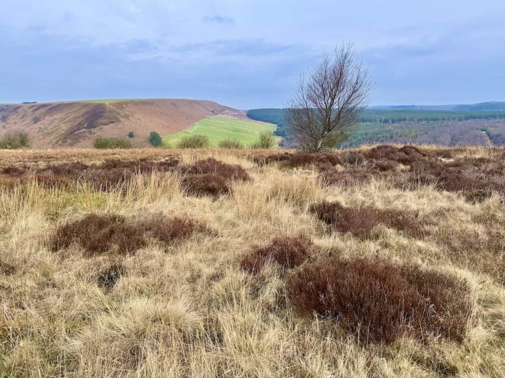 Bridestones Walk: Visit Ancient North York Moors Rock Formations