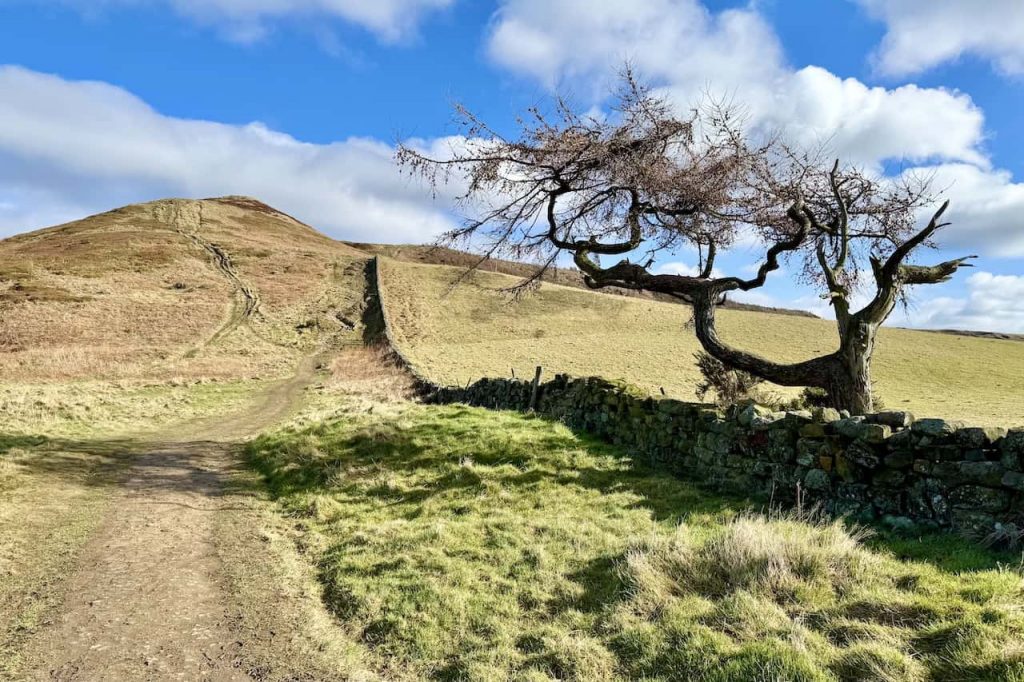 Guisborough Forest Walk: Scenic Route, Roseberry Topping Option