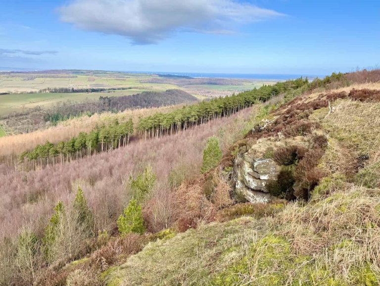 Guisborough Forest Walk: Scenic Route, Roseberry Topping Option