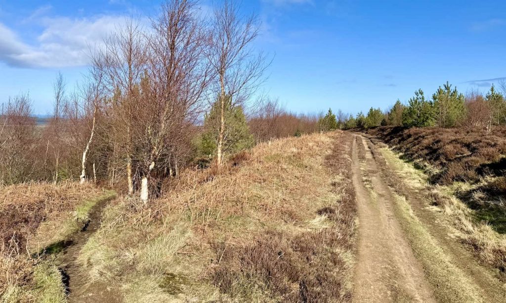 Guisborough Forest Walk: Scenic Route, Roseberry Topping Option