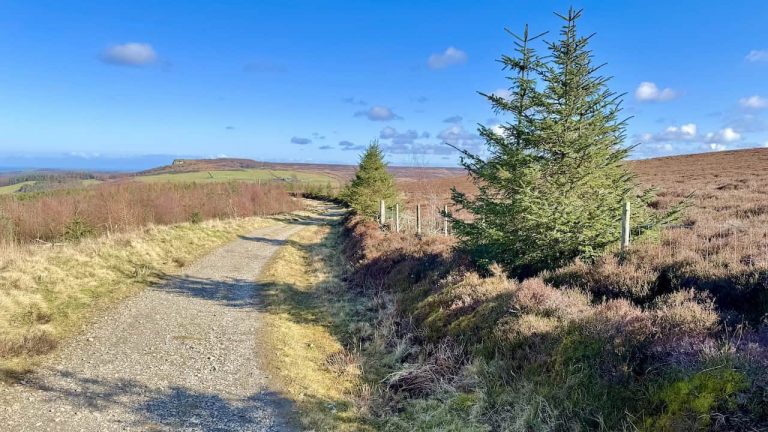 Guisborough Forest Walk: Scenic Route, Roseberry Topping Option