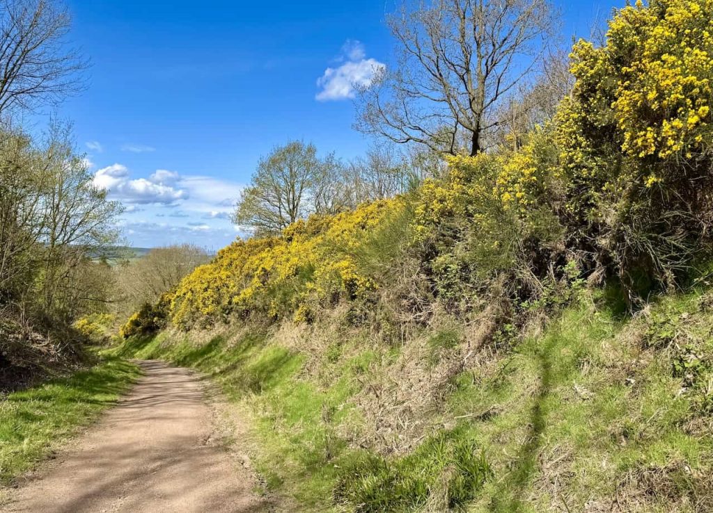 Guisborough Woods Walk: Woodland Paths and Panoramic Views