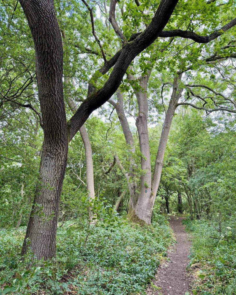 Appleton-le-Moors: Walk from Sinnington Village by Way of Cropton