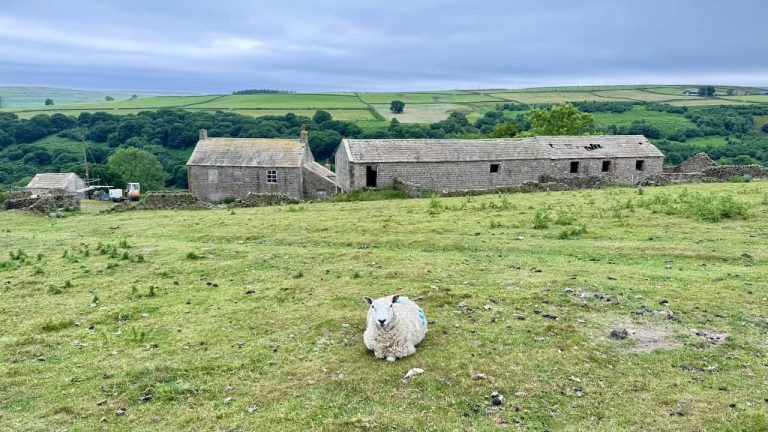 Yorkshire Moors Walk: Masham Moor, Dale Edge and Colsterdale